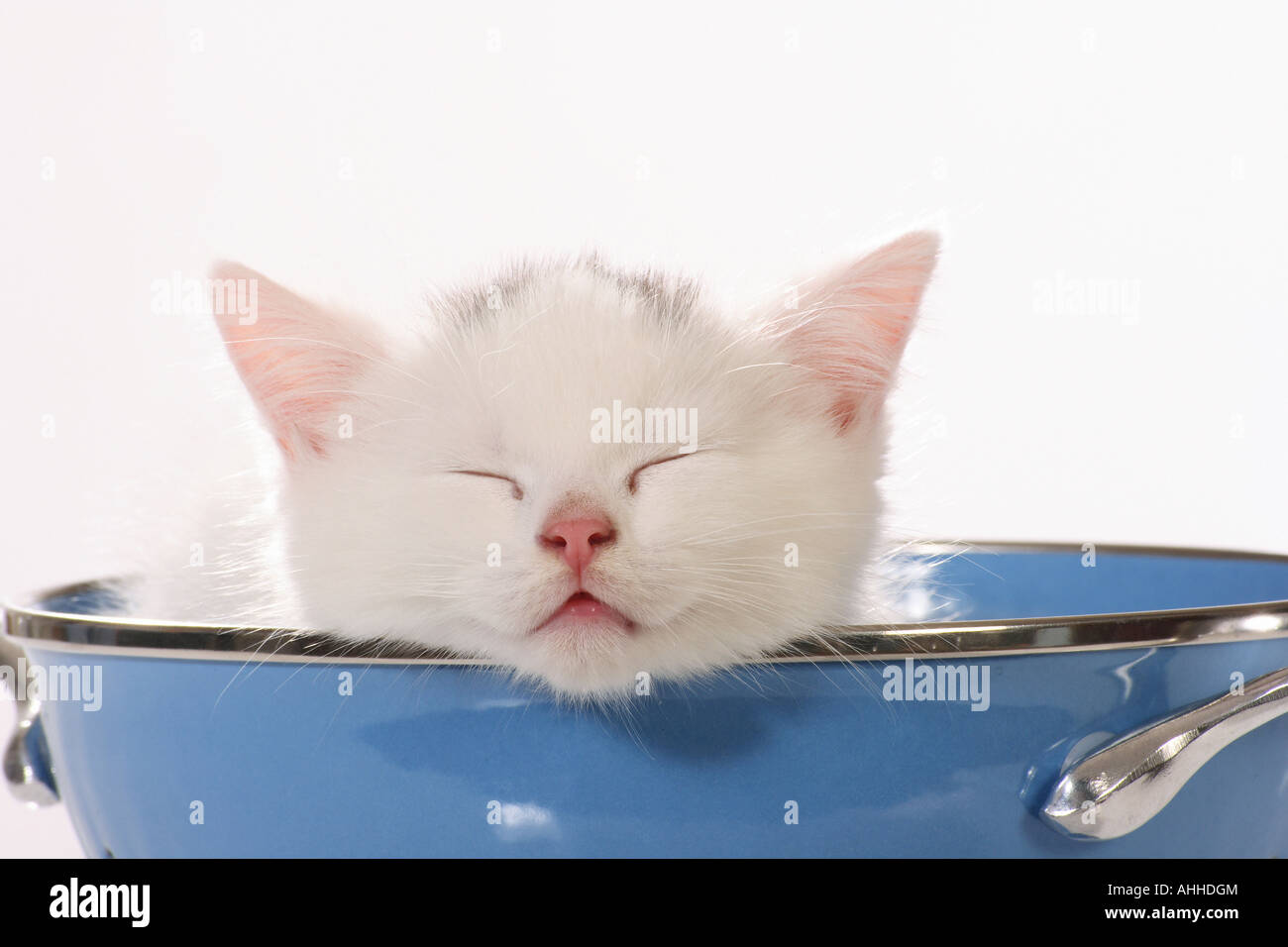 Domestic cat. A white kitten sleeping in a blue kitchen colander Stock ...