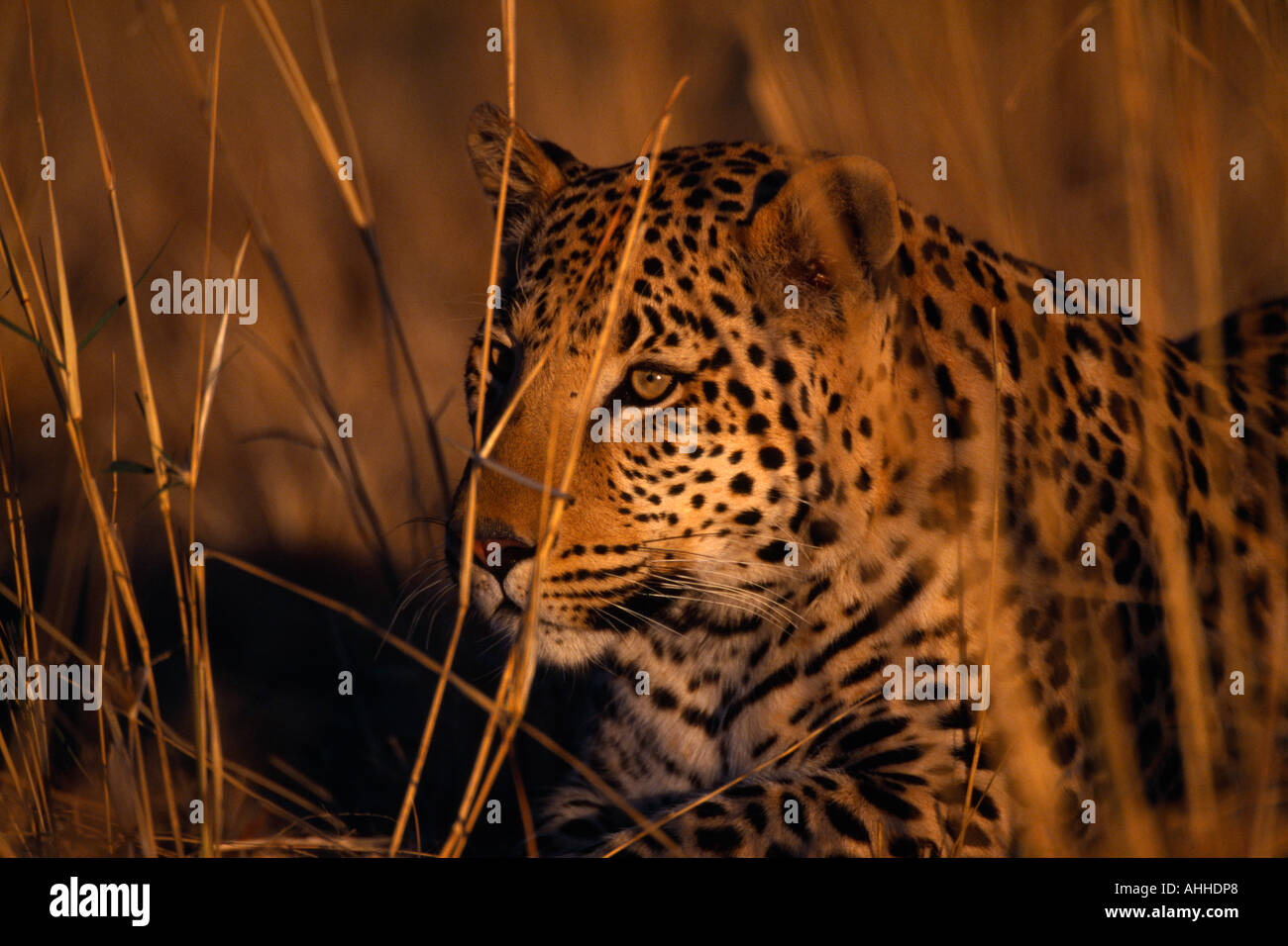 Leopard crouching in grass hi-res stock photography and images - Alamy