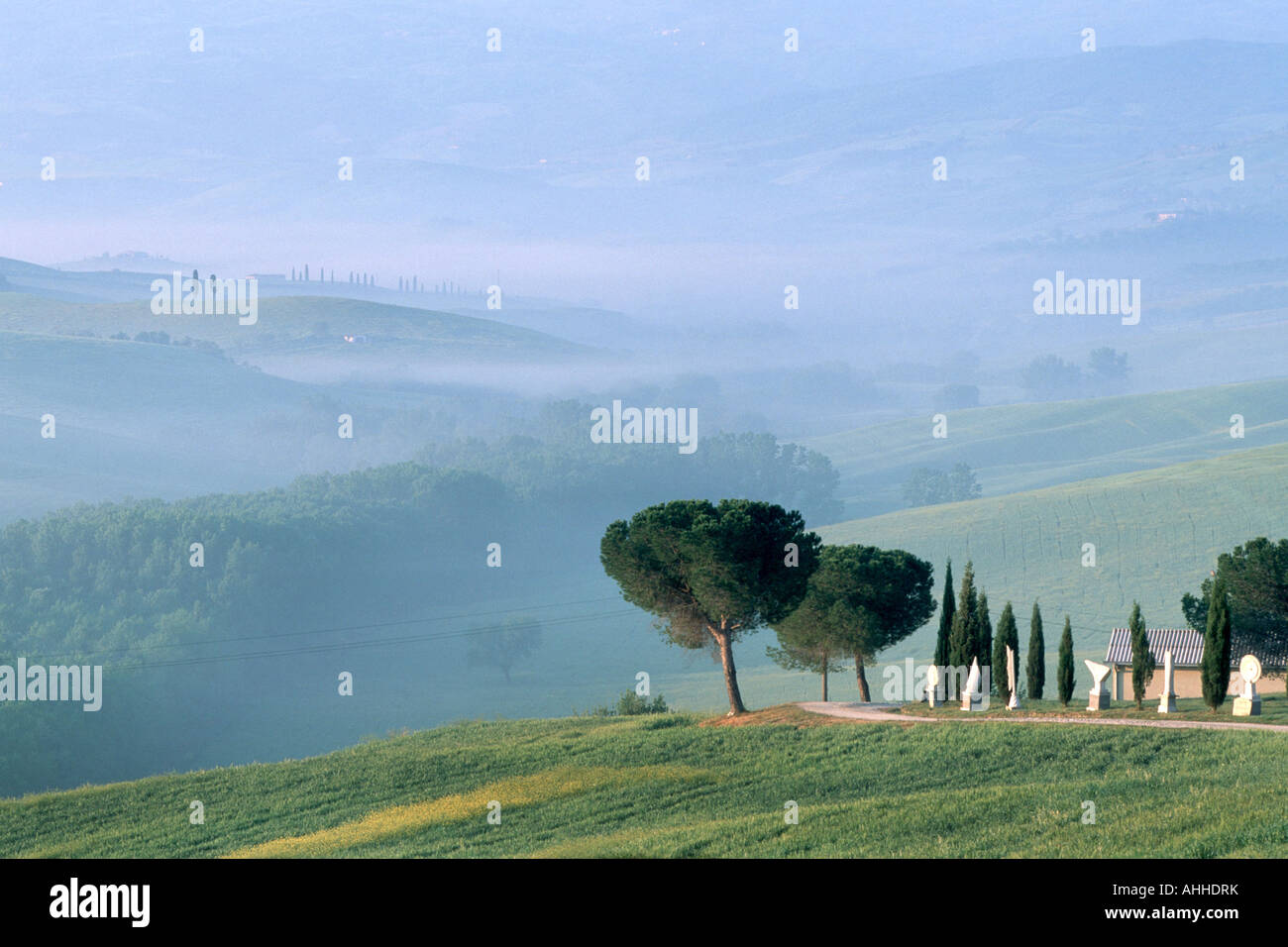 Clump of trees, Italy, Tuscany, Pienza Stock Photo - Alamy