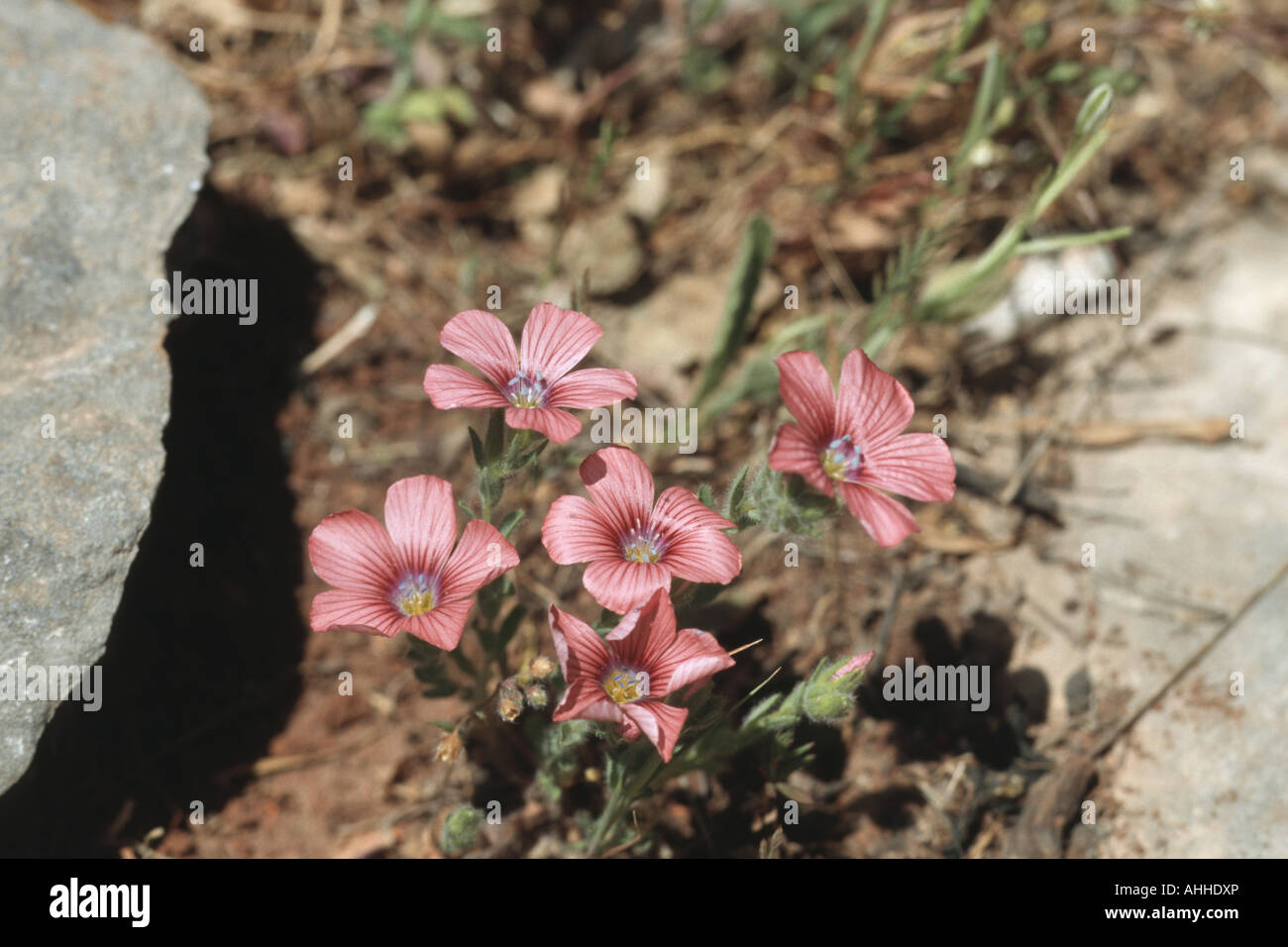 Linum pubescens (Linum pubescens), blooming between rocks, Greece ...