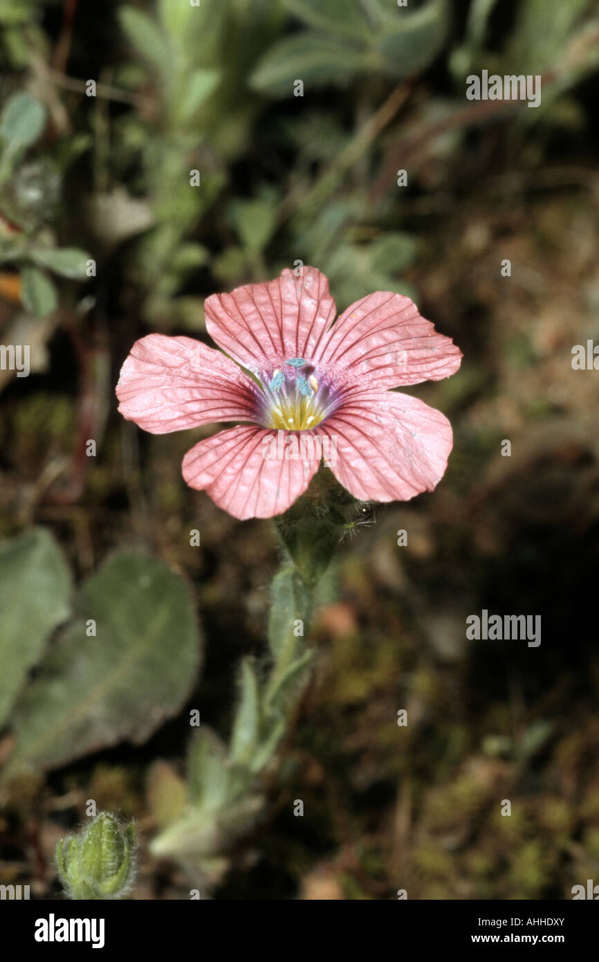 Linum pubescens (Linum pubescens), blooming between rocks, Greece ...