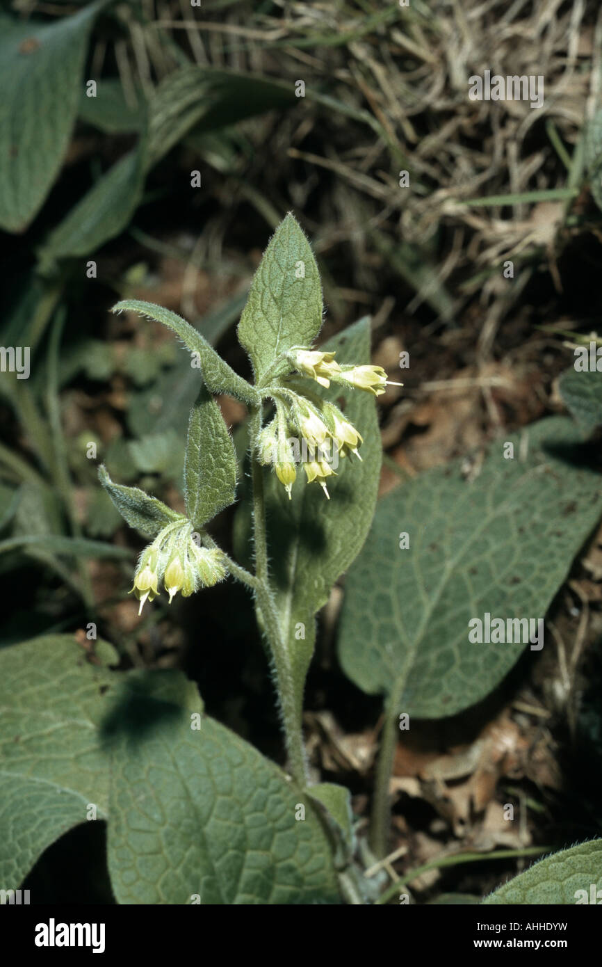 tuberous comfrey (Symphytum bulbosum), blooming, Greece, Creta Stock ...