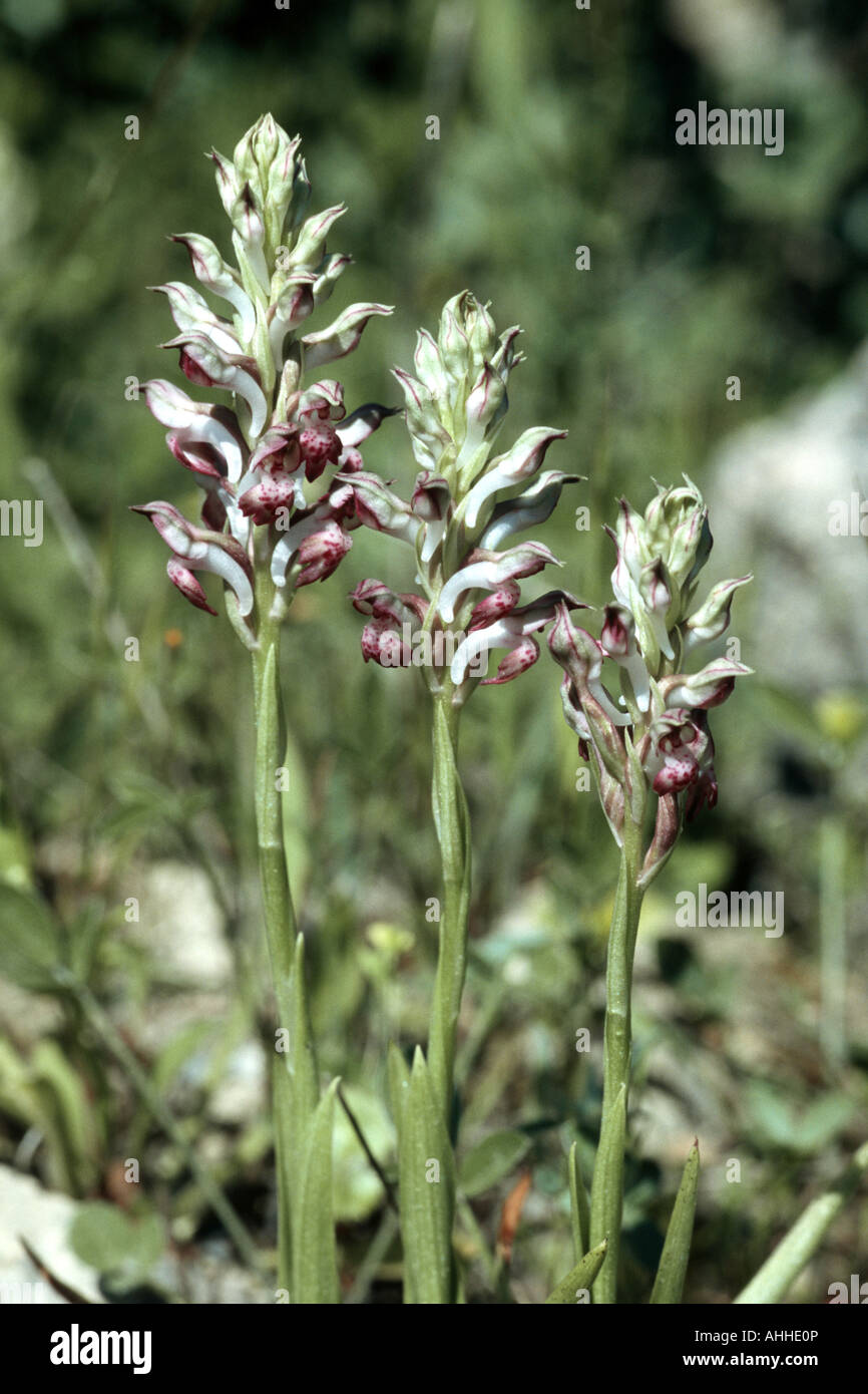orchids (Orchis coriophora ssp. fragrans), blooming, Greece, Creta ...