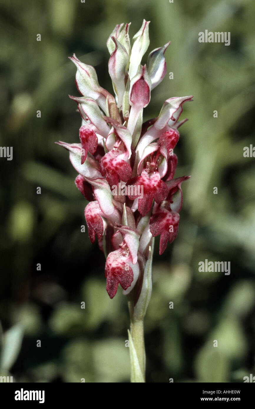 orchids (Orchis coriophora ssp. fragrans), inflorescence, Greece, Creta ...