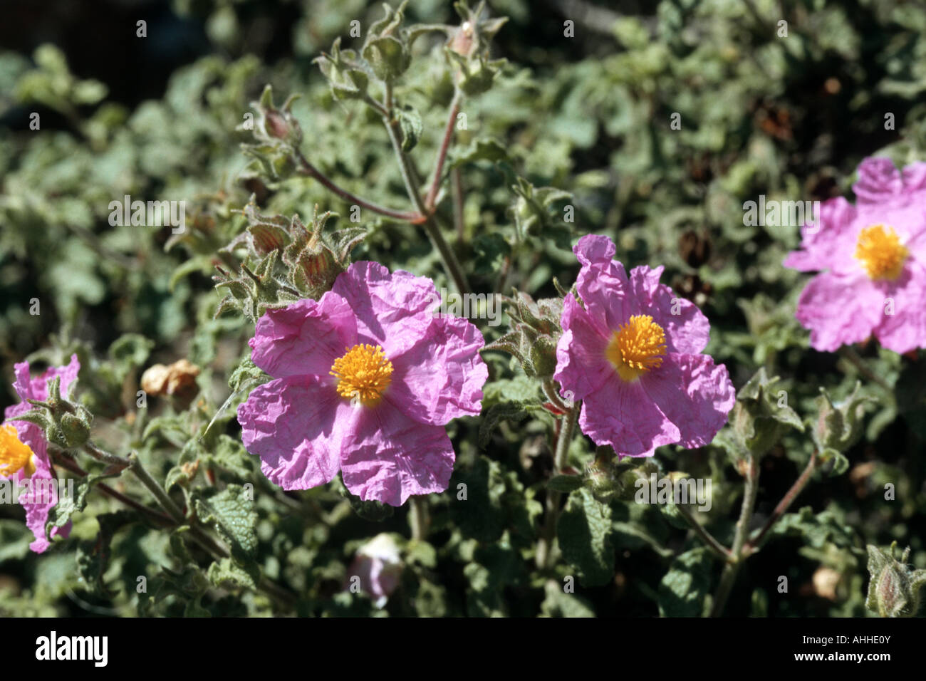 Cretan rock rose (Cistus creticus), flowers, Greece, Creta Stock Photo ...