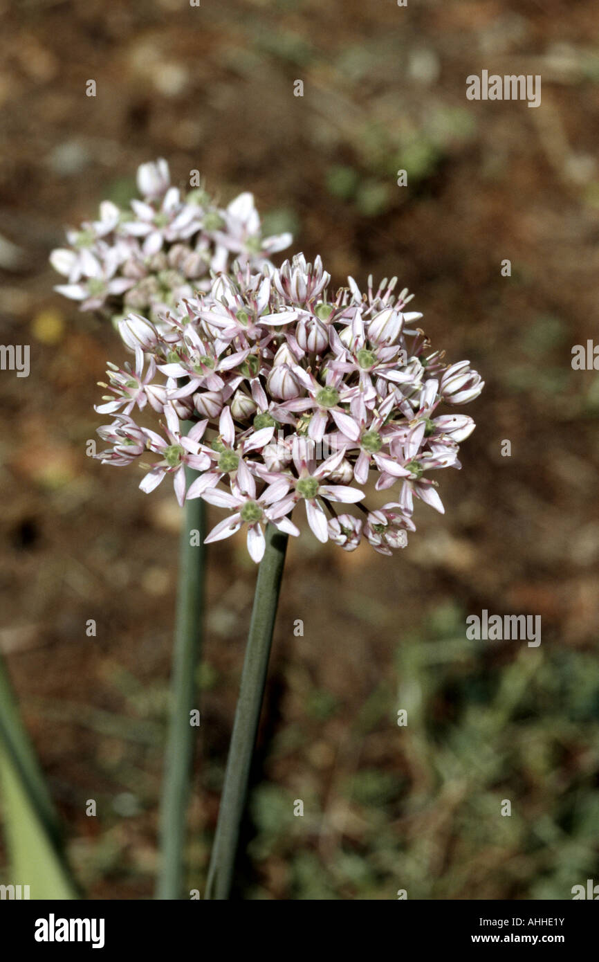 Allium nigrum (Allium nigrum), inflorescence, Greece, Creta Stock Photo ...
