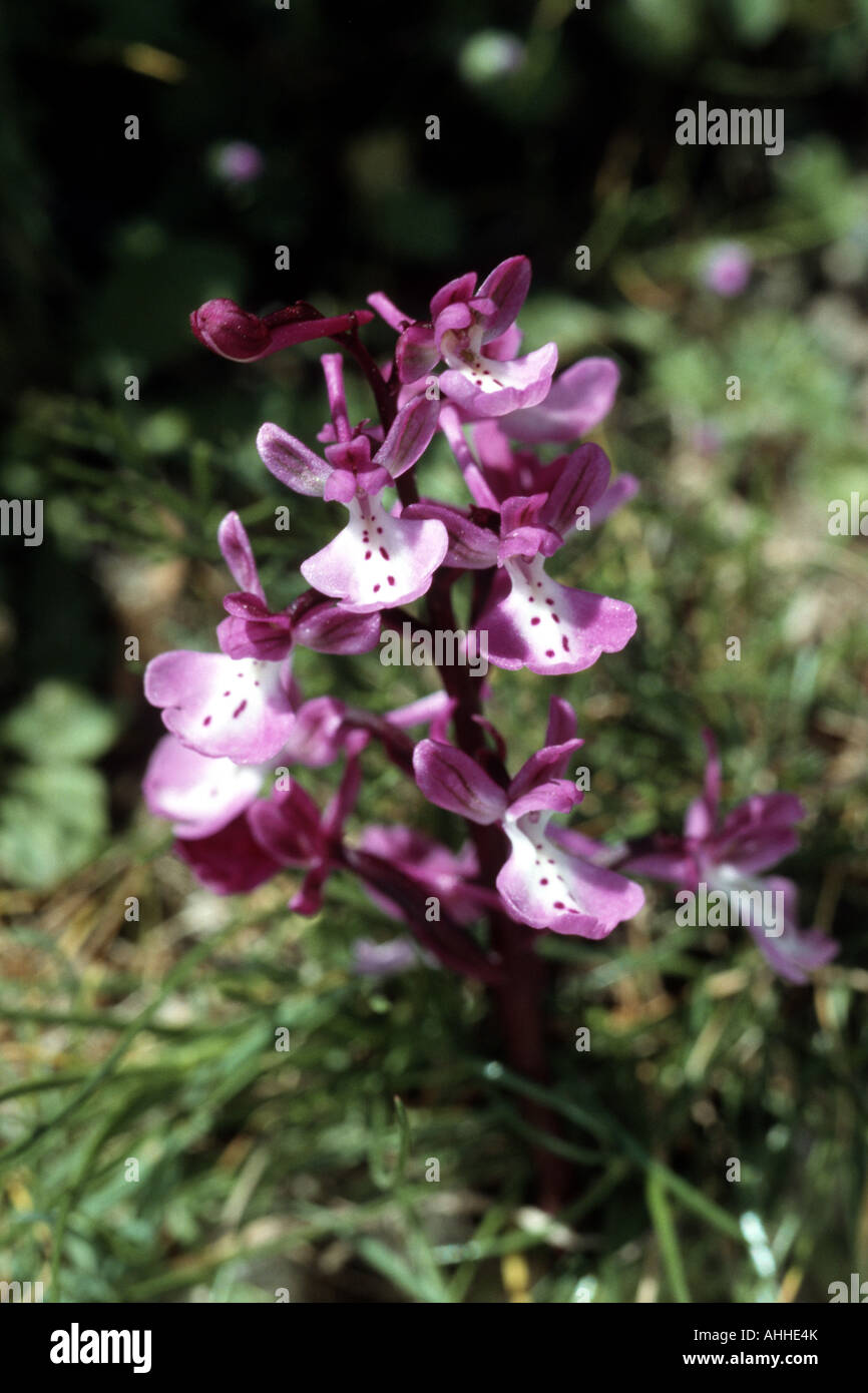 Anatolian orchid (Orchis anatolica), blooming, Greece, Creta Stock ...