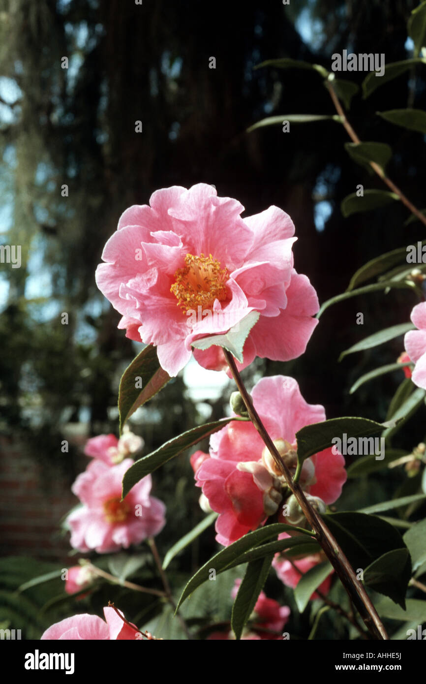 Camellia reticulata hybride hi-res stock photography and images - Alamy