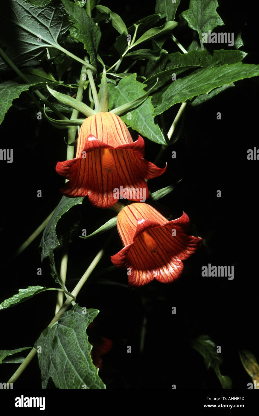 Canary bellflower (Canarina canariensis), plant with two blossoms ...