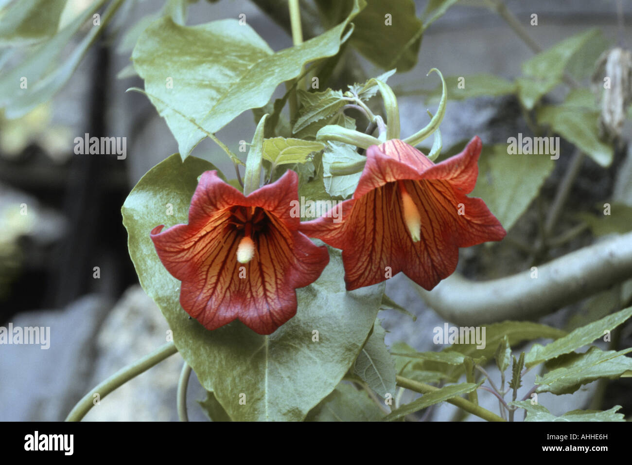 Canary bellflower (Canarina canariensis), plant with two blossoms ...