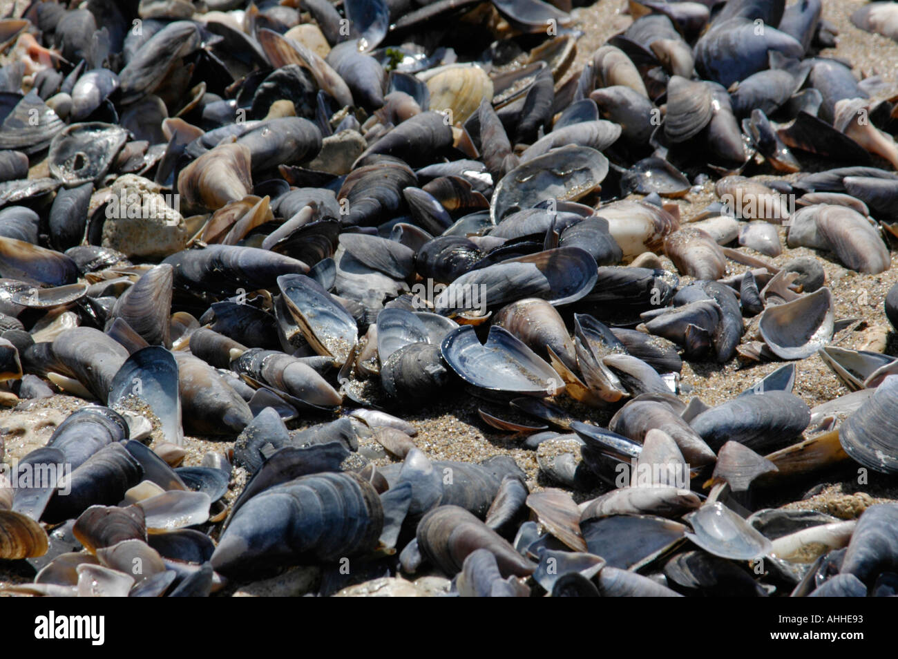 Mussel peel hi-res stock photography and images - Alamy