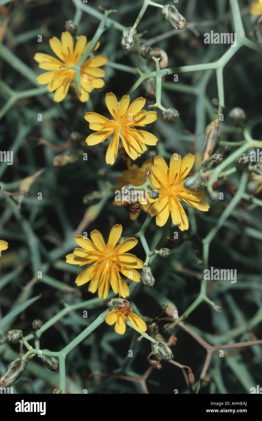 shrub launaea (Launaea arborescens), inflorescences, Canary, Tenerife ...