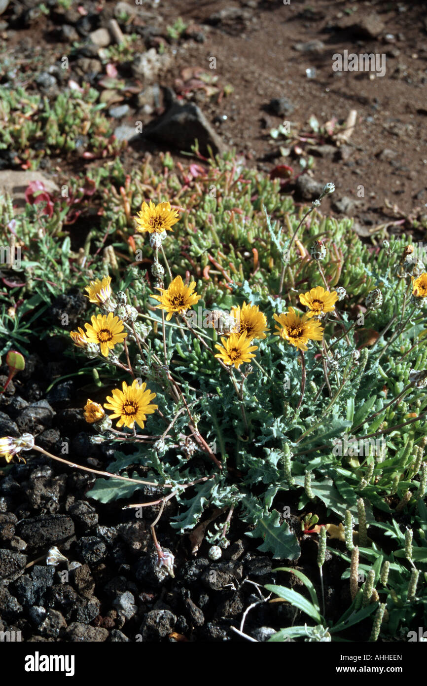 false sowthistle, Poppy-Leaved Reichardia (Reichardia tingitana ...