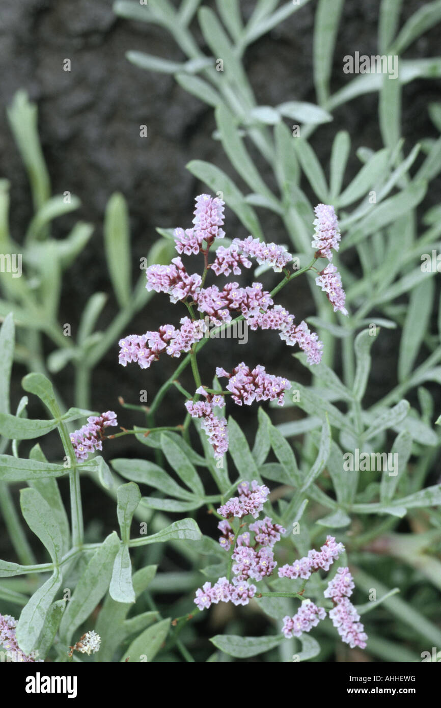 Limonium pectinatum hi-res stock photography and images - Alamy