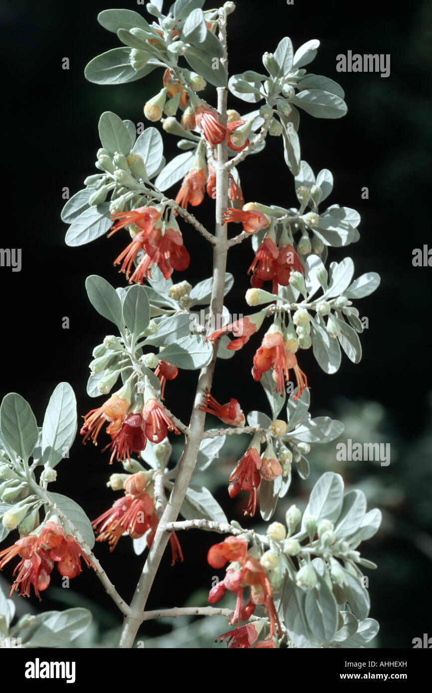 gamender (Teucrium heterophyllum), blooming plants, Canary, Tenerife ...