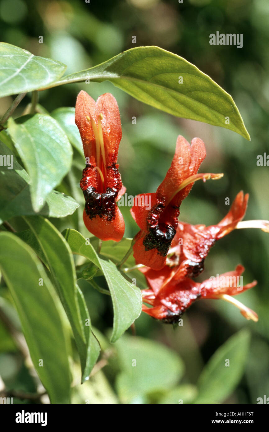 Ruttya fruticosa ruttya fruticosa hi-res stock photography and images ...