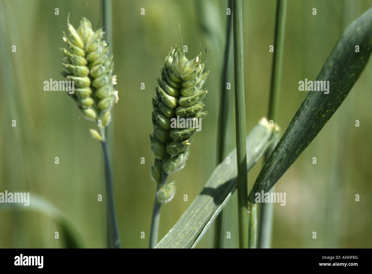 club wheat, wheat (Triticum aestivum ssp. compactum, Triticum compactum ...