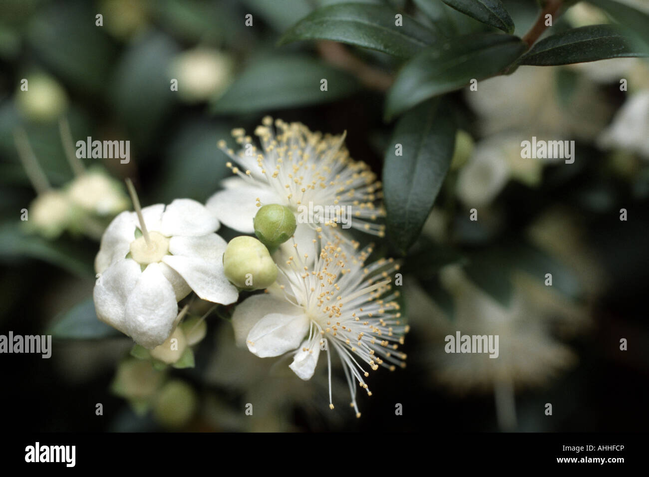 myrtle (Myrtus communis), flowers Stock Photo - Alamy