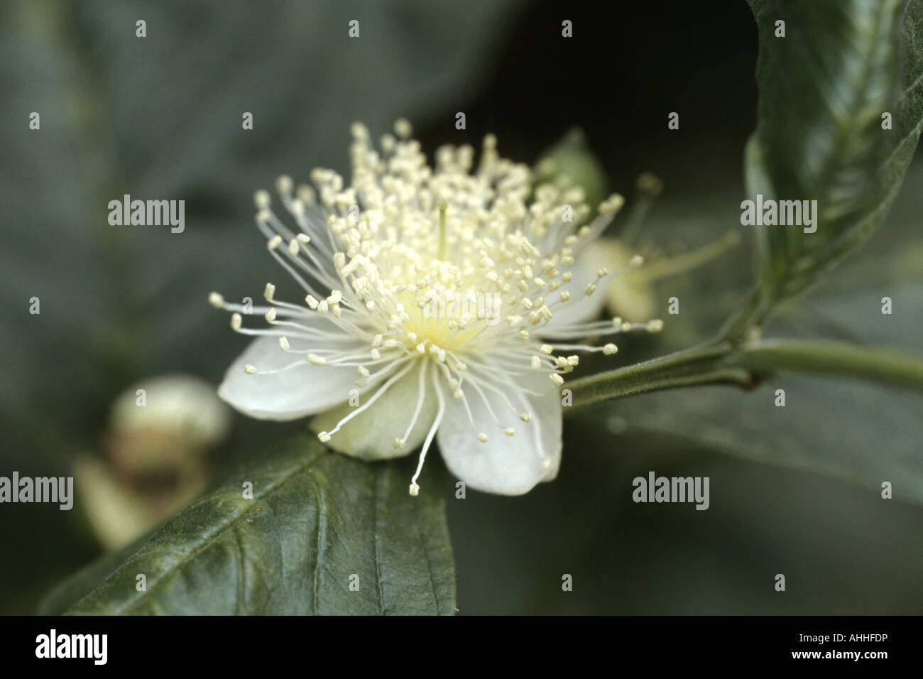 Guava flower psidium guajava hi-res stock photography and images - Alamy