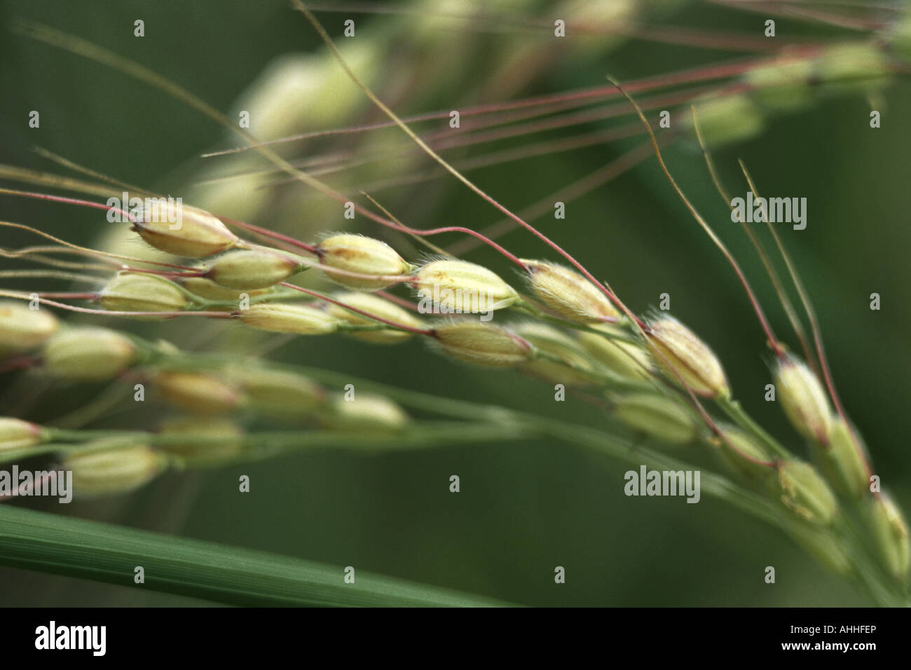 Single Rice Plant High Resolution Stock Photography and Images - Alamy
