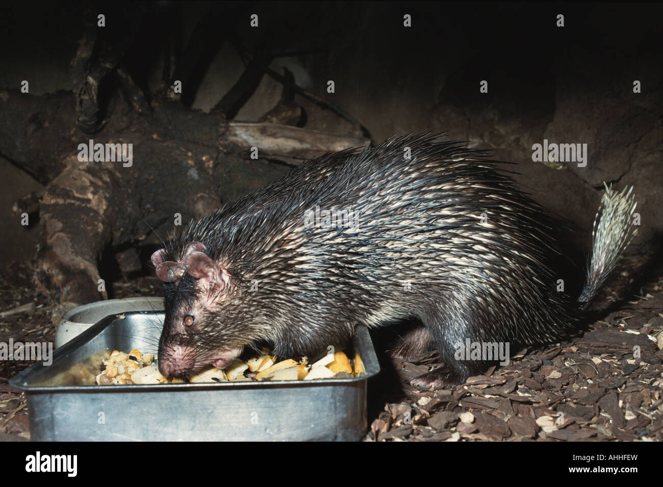 African brush-tailed porcupines (Atherurus africanus), one of the ...