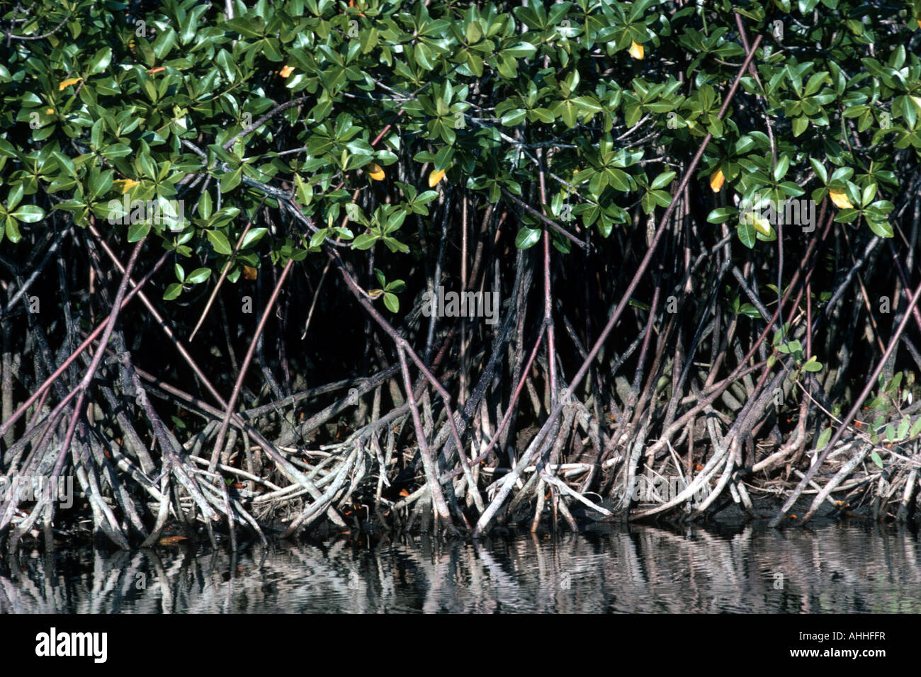Stilt roots red mangrove rhizophora hi-res stock photography and images ...
