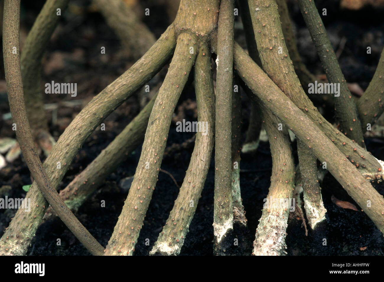 red mangrove (Rhizophora mangle), roots Stock Photo - Alamy