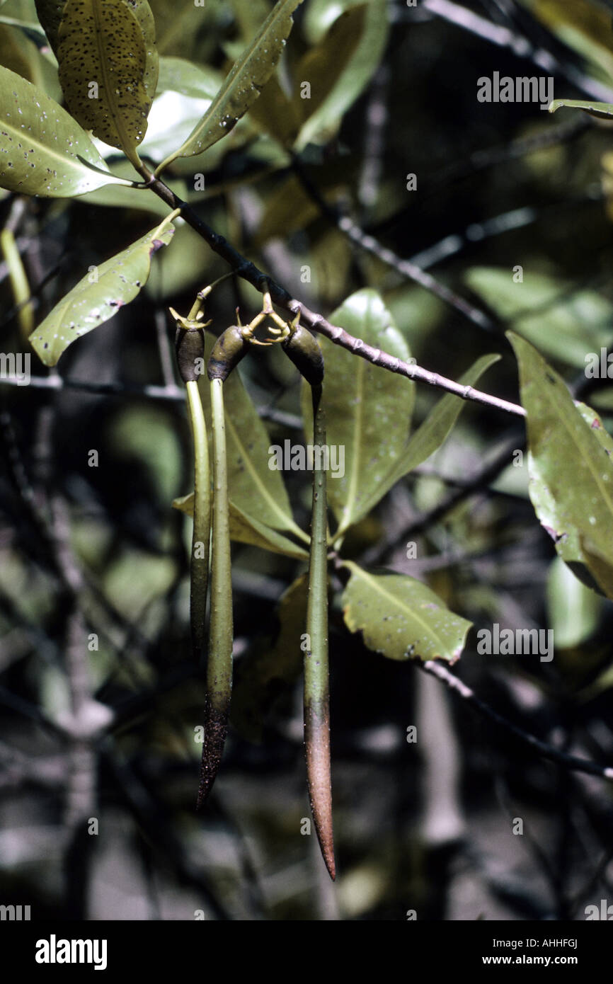 Mangle with flowers hi-res stock photography and images - Alamy