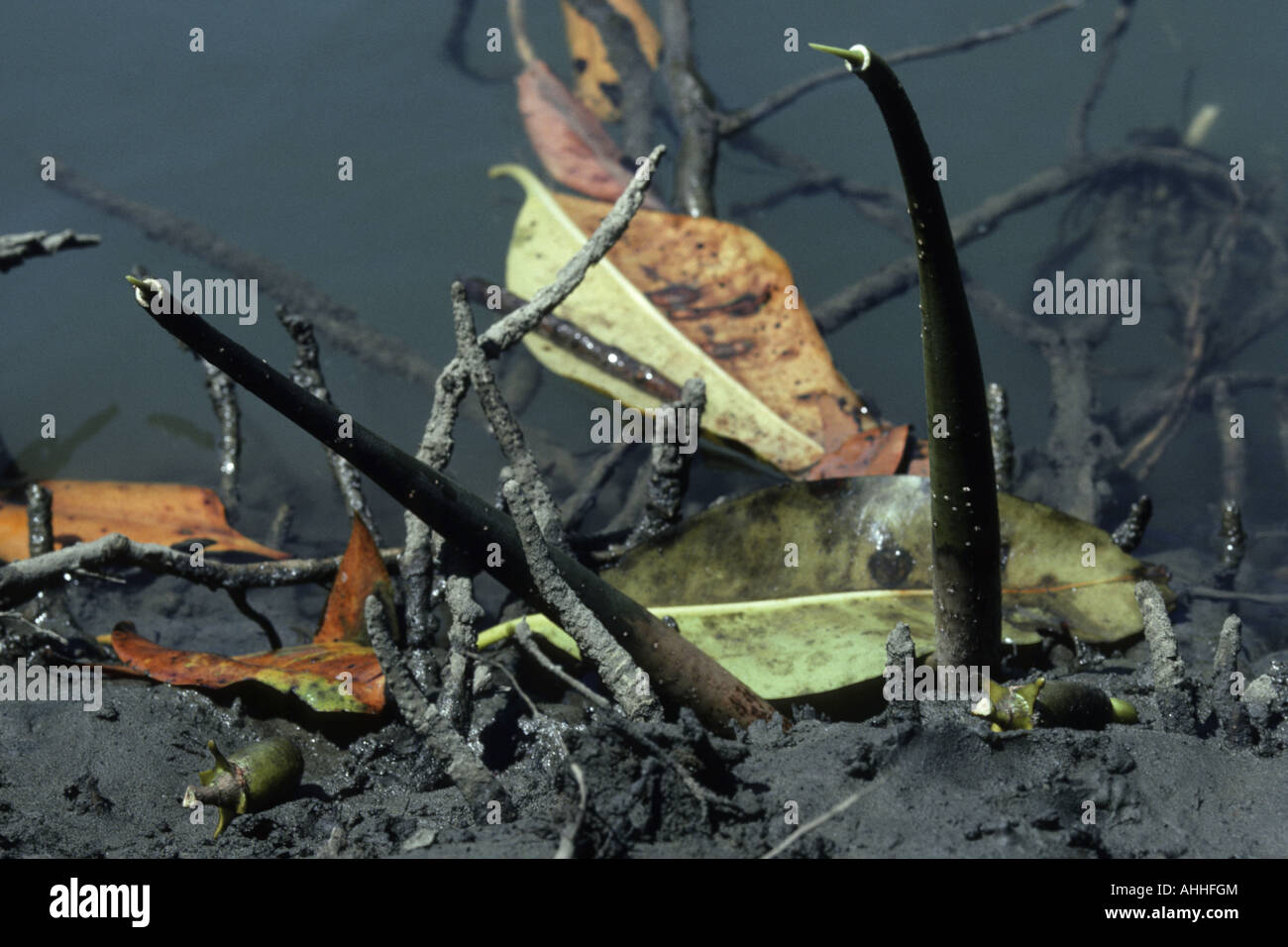 Rhizophora mangle flower hi-res stock photography and images - Alamy