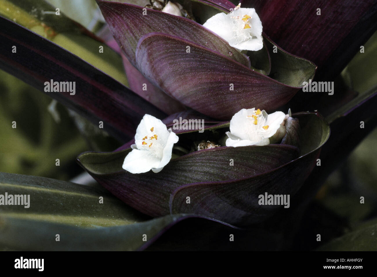 Moses-in-the-Cradle, Oyster Plant, Rhoeo (Rhoeo spathacea, Tradescantia ...