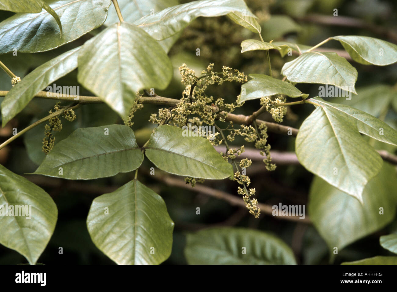 poison ivy, eastern poison-ivy, poison oak (Rhus radicans ...
