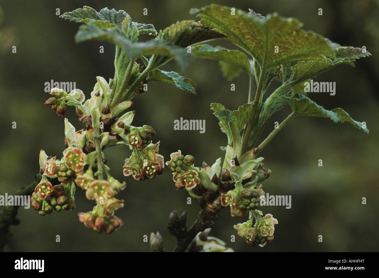 northern red currant (Ribes rubrum), blooming Stock Photo - Alamy
