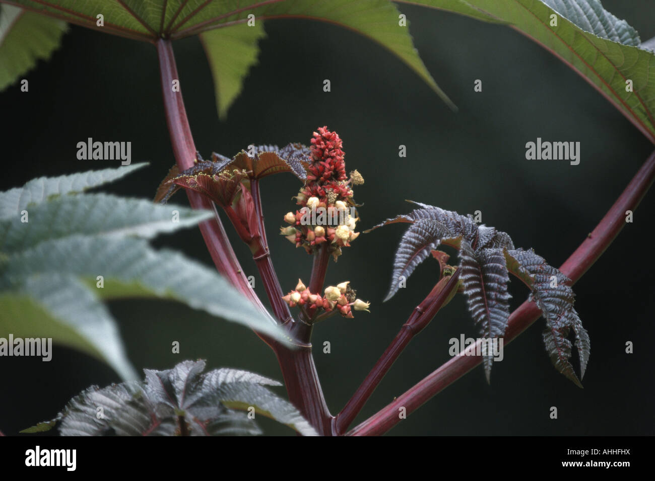 castor-oil plant, castor oil plant, ricin, Castor bean, Castorbean ...