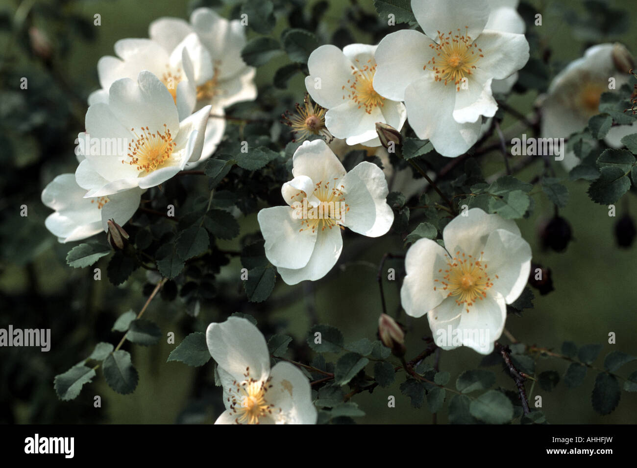 burnet rose (Rosa spinosissima, Rosa pimpinellifolia), flowers Stock ...