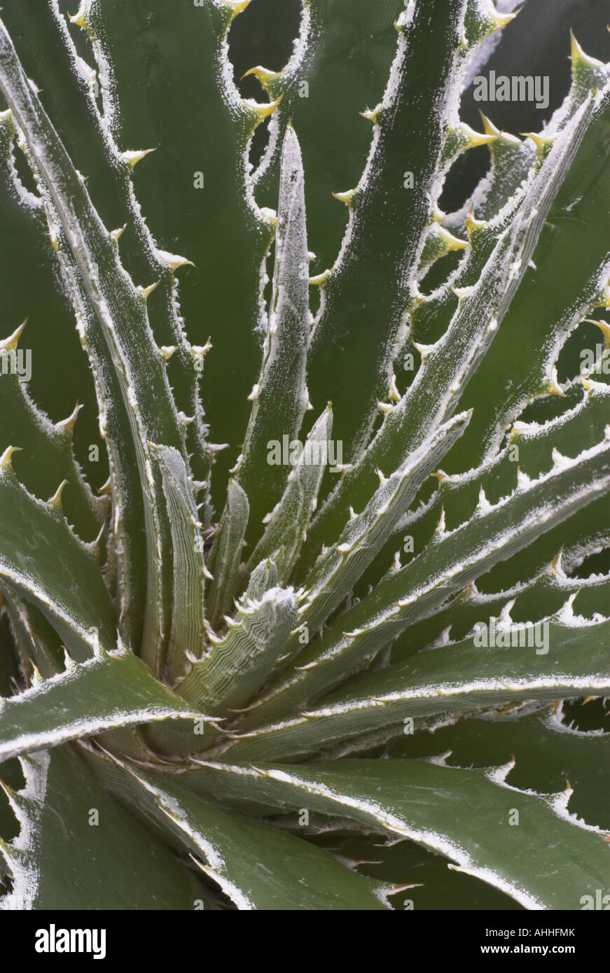 century plant (Agave spec.), leaf rosette Stock Photo - Alamy