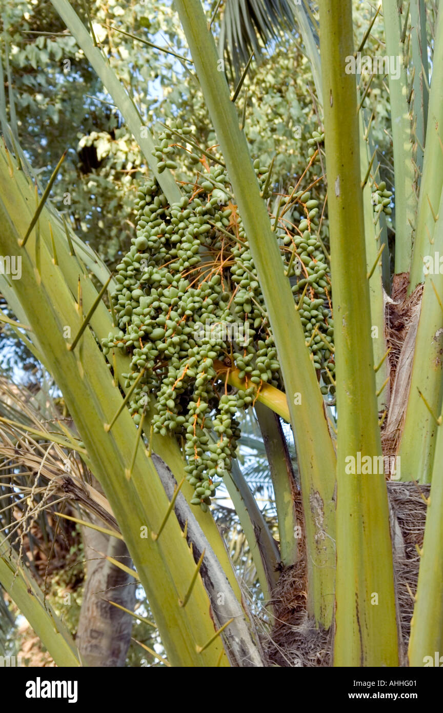 Dates growing on a palm tree Stock Photo - Alamy