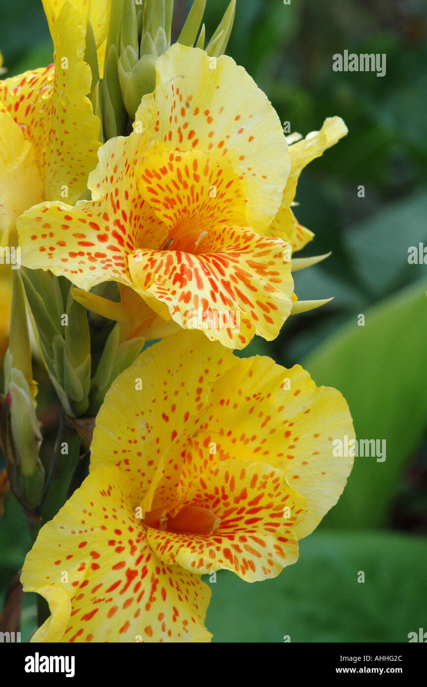 Cleopatra canna hi-res stock photography and images - Alamy