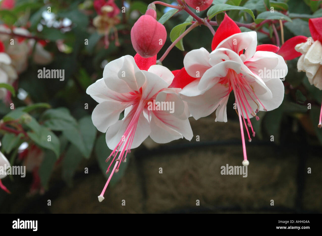Trailing fuchsia hi-res stock photography and images - Alamy