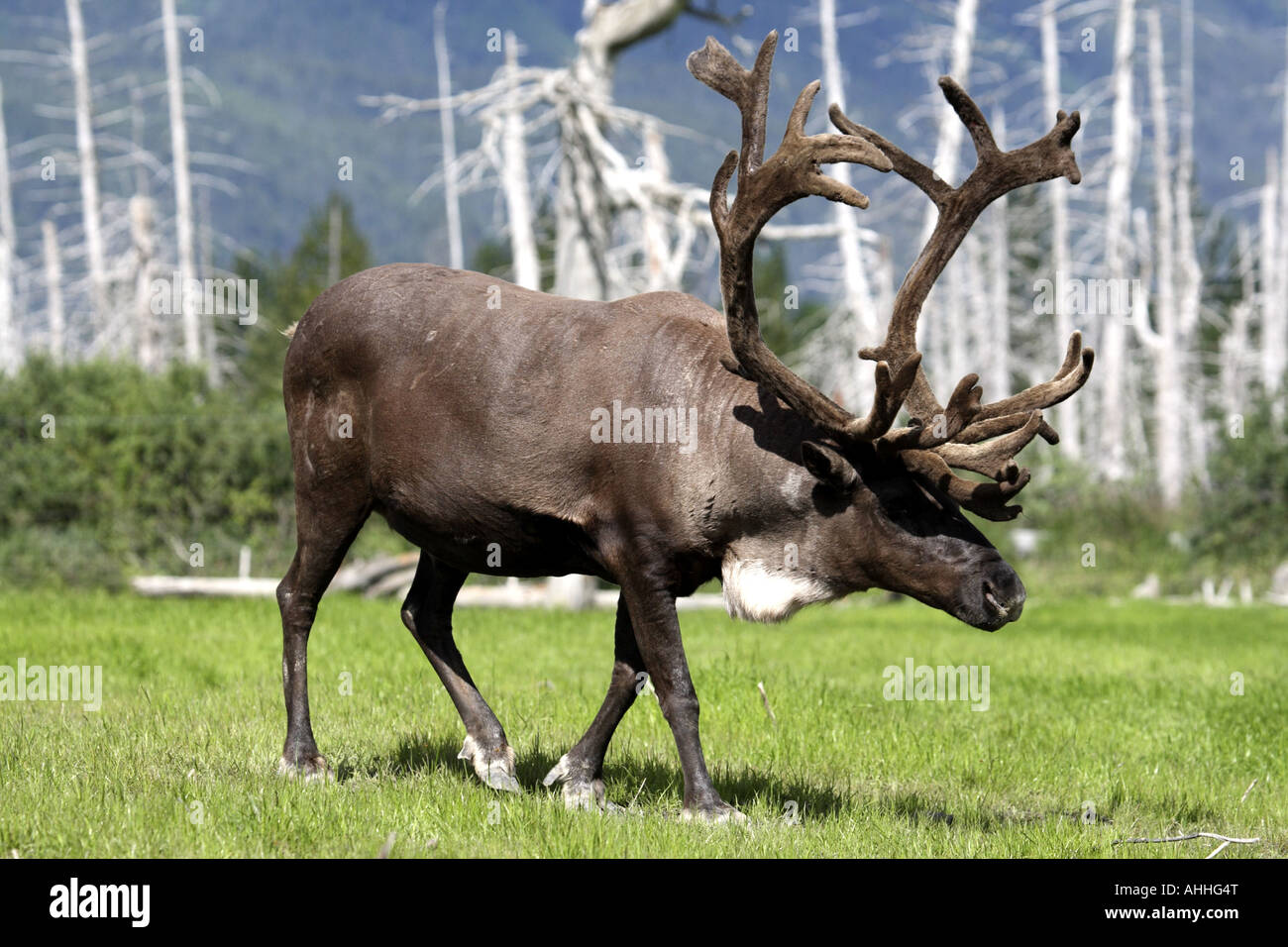 Grant's Caribou, Grant's reindeer, Grant's caribou (Rangifer tarandus ...