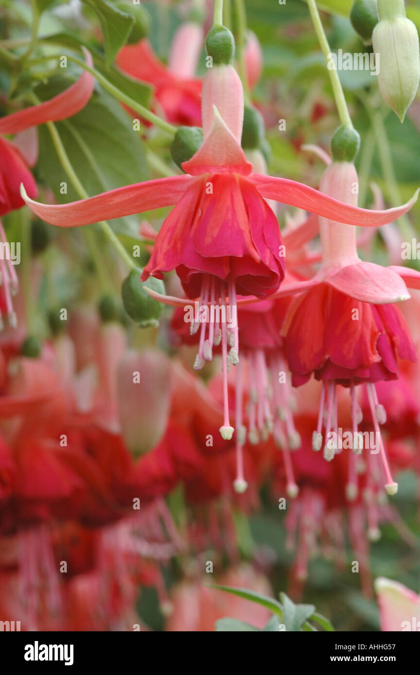 Fuchsia Dancing Flame Stock Photo - Alamy