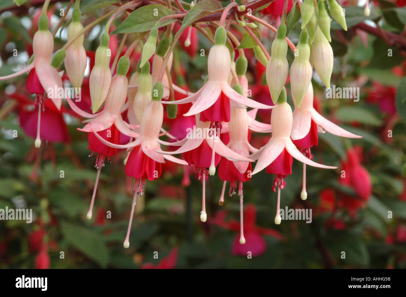 Fuchsia Mini Rose Stock Photo - Alamy