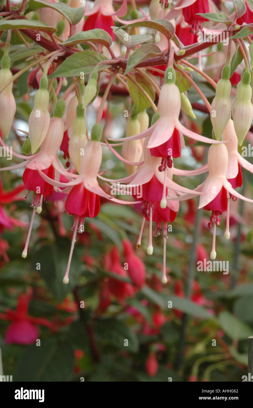 Fuchsia Mini Rose Stock Photo - Alamy