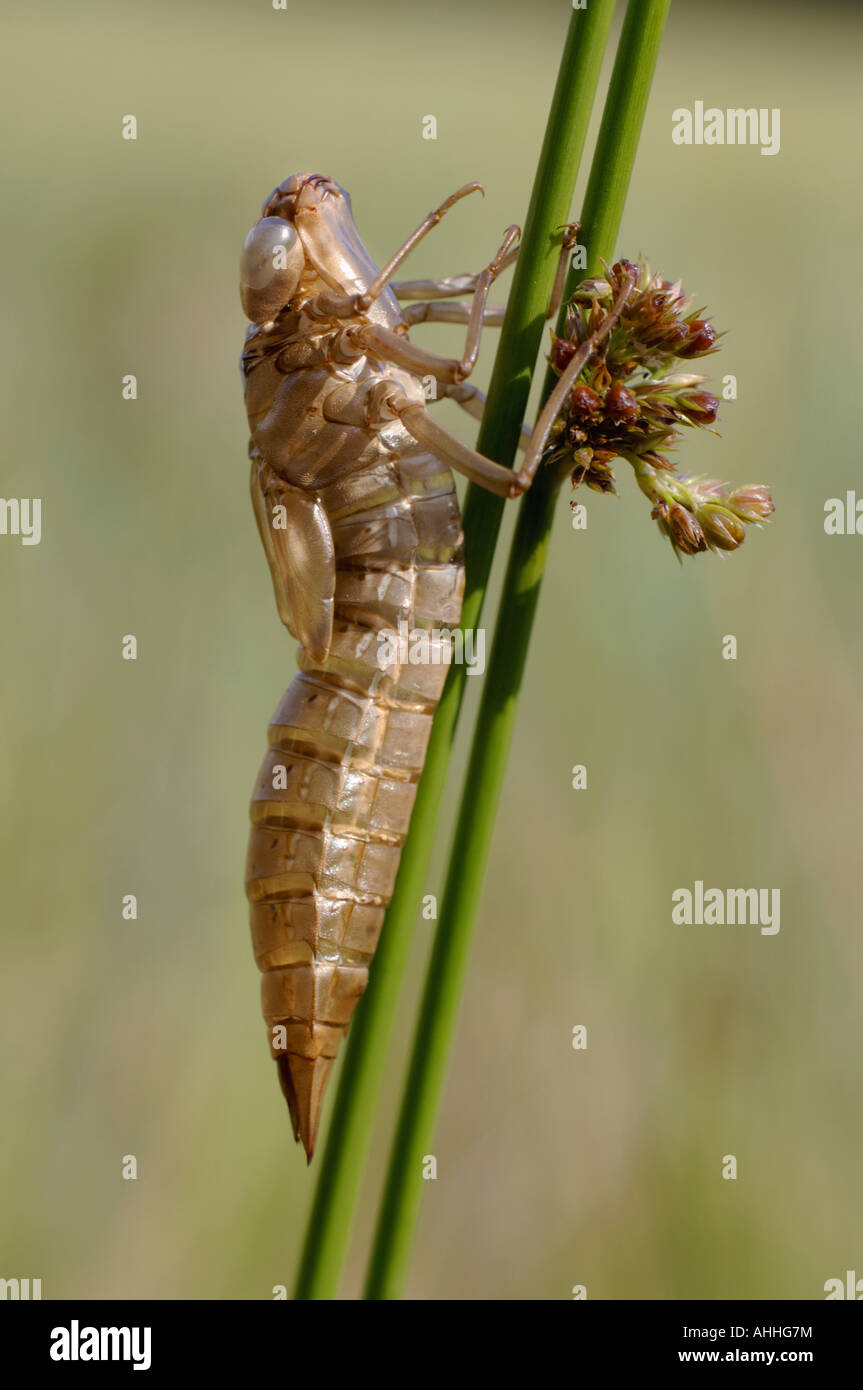 British dragonflies hi-res stock photography and images - Alamy