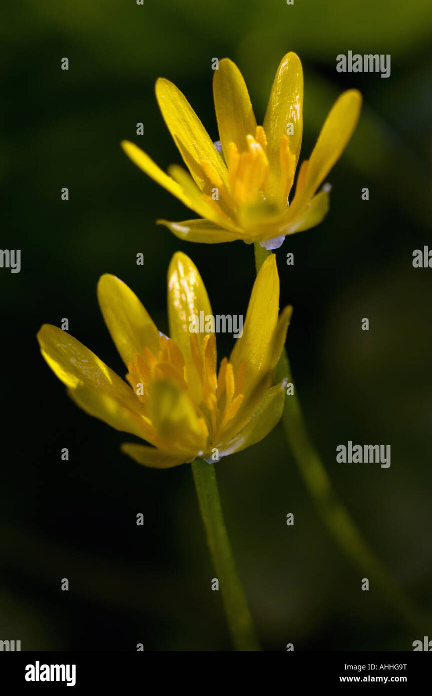 lesser celandine, fig-root butter-cup (Ranunculus ficaria, Ficaria ...