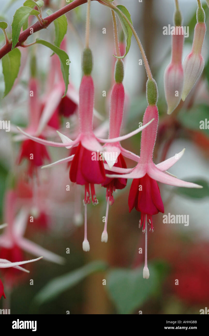 Fuchsia Mini Rose Stock Photo - Alamy