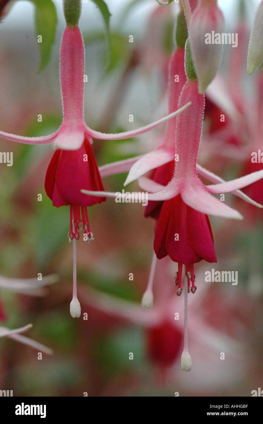 Trailing Rose High Resolution Stock Photography and Images - Alamy