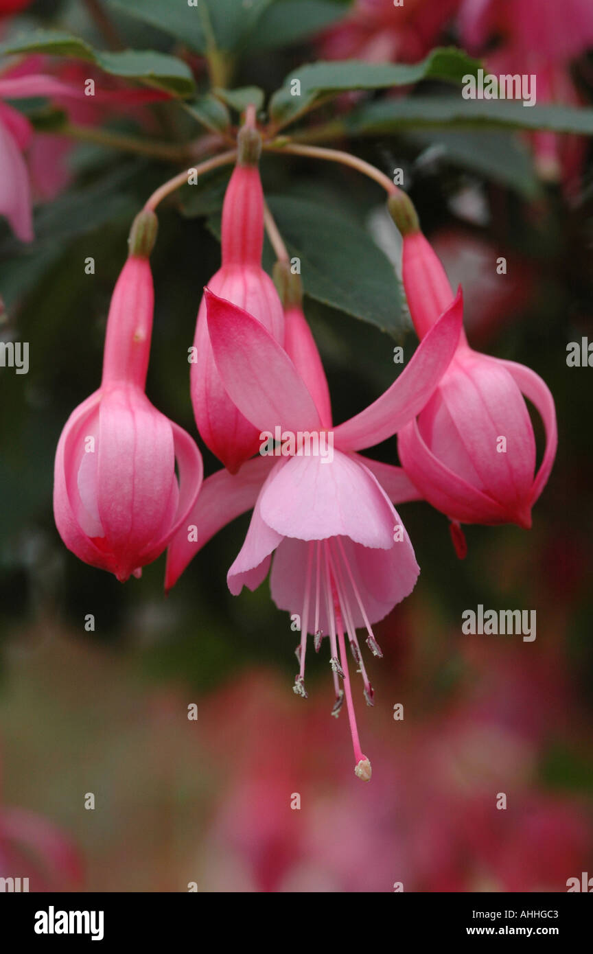 Fuchsia Beacon Rosa Stock Photo - Alamy