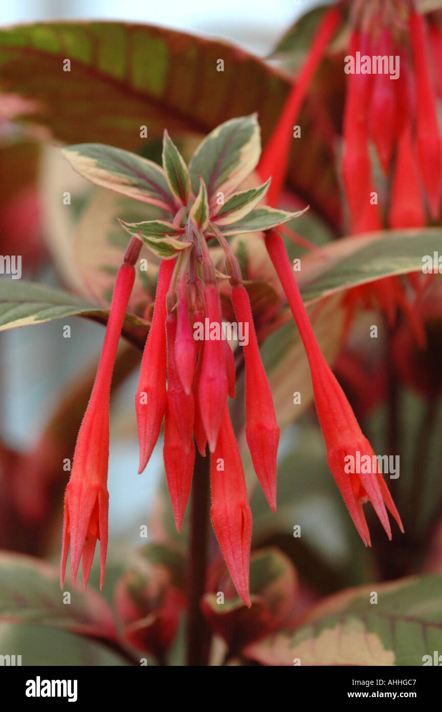 Firecracker fuchsia hi-res stock photography and images - Alamy