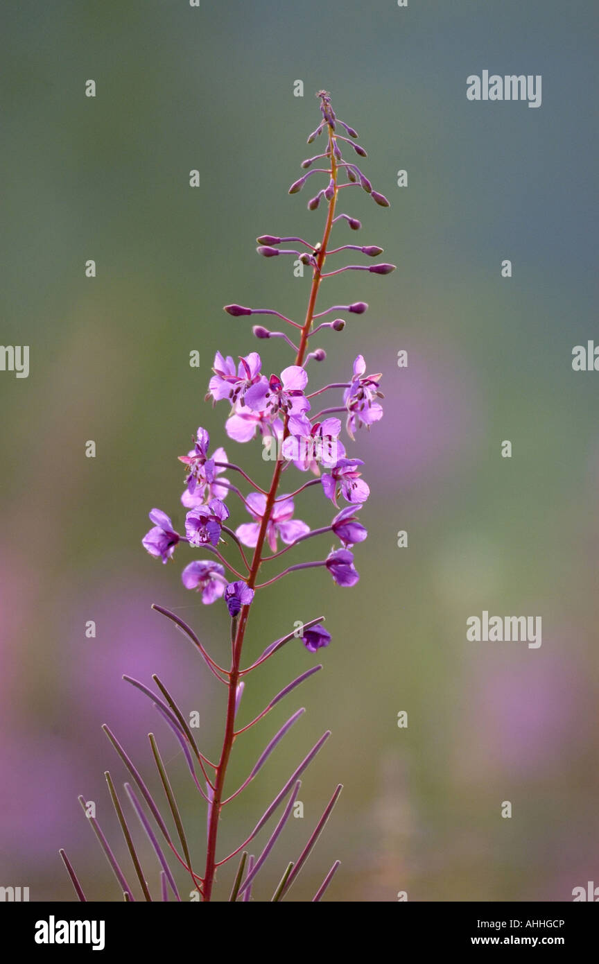 fireweed, blooming sally, rosebay willow-herb, great willow-herb ...