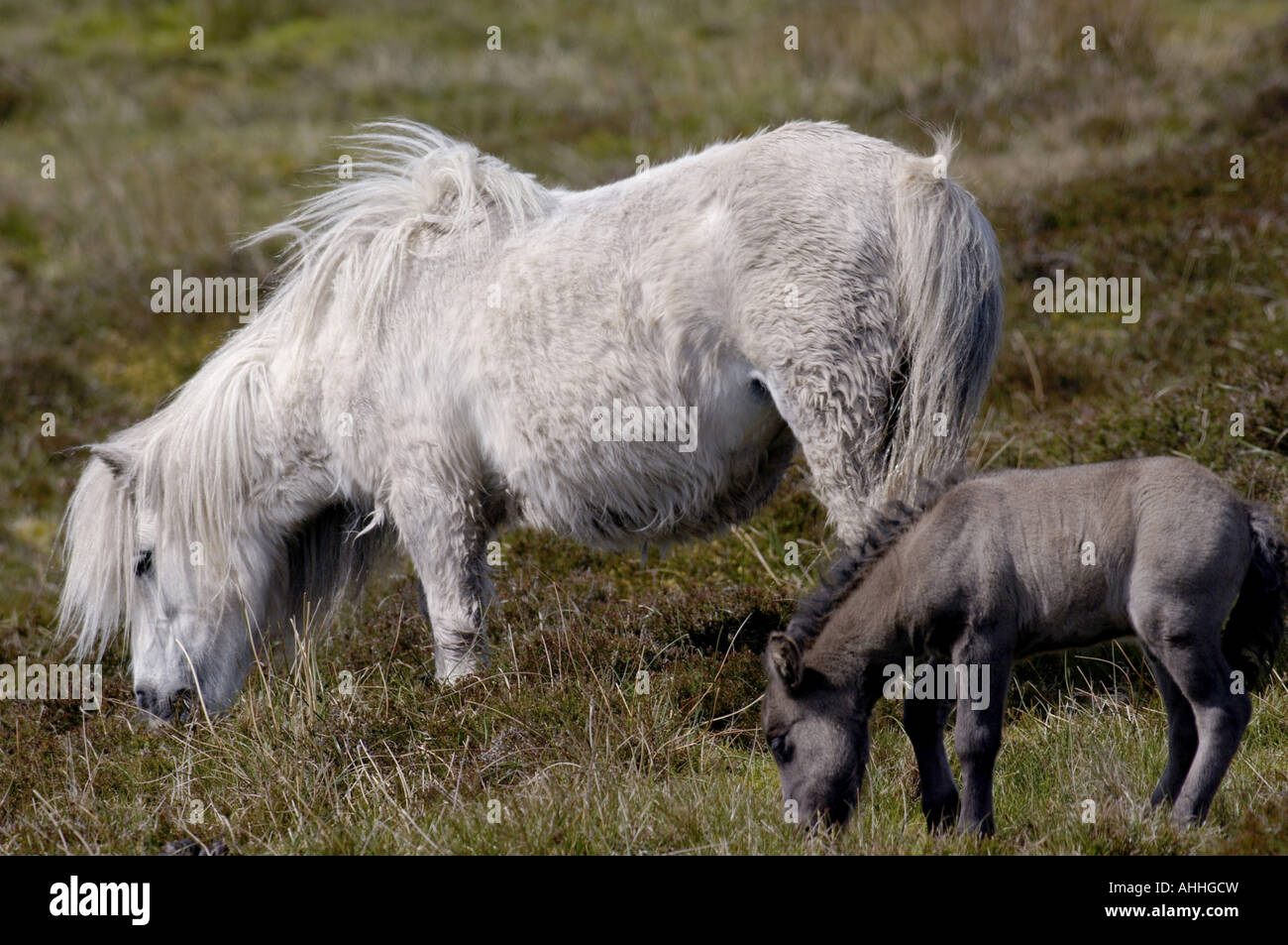 Shetland pony (Equus przewalskii f. caballus), mare with foal, United ...